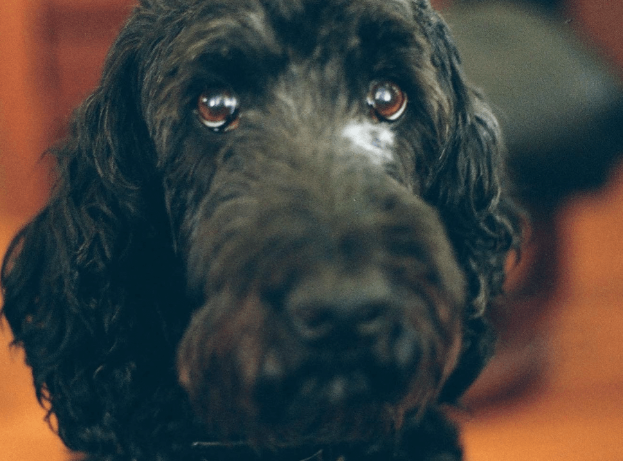 I’m heartbroken over losing my sweet Ted – The Livingston Post.com