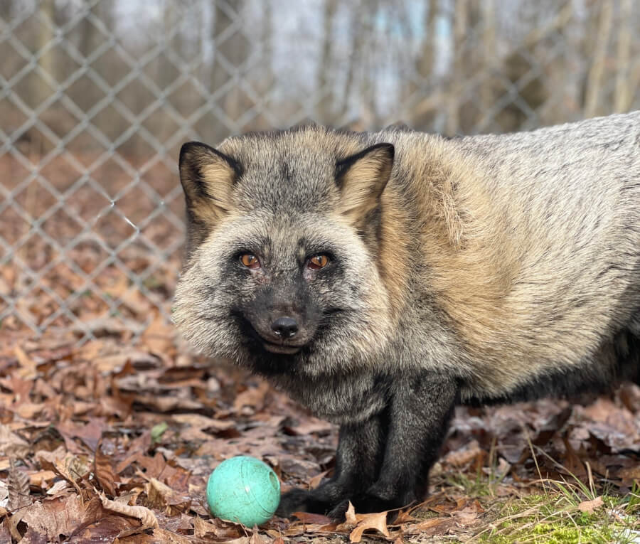 Foxes Journey Sanctuary partners with Applebee’s for March 28 ...