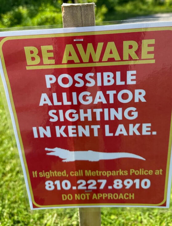 Signs alert Kensington visitors about alligator sighting – The ...