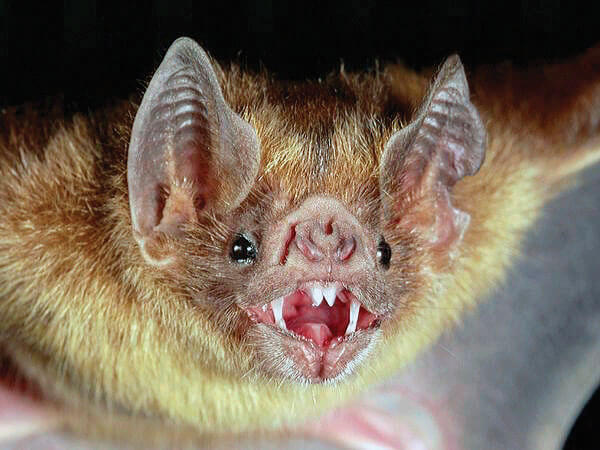 Health department identifies rabid bat in Brighton – The Livingston ...