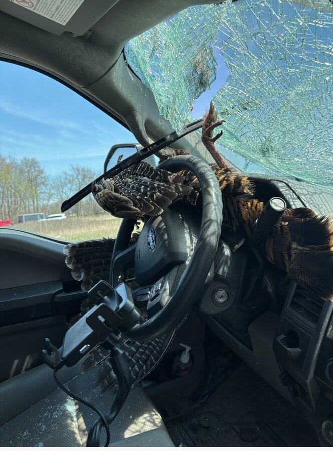 Turkey crashes through truck windshield on I-96 near Fowlerville Road ...
